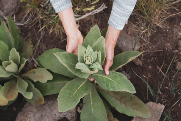 Leaf People Skincare Herbalist Made, Wild Harvested Award-Winning